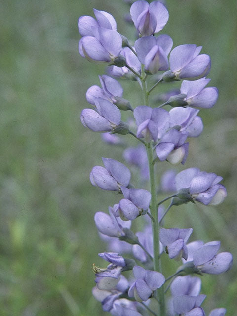 Baptisia australis (Blue Wild Indigo) – Painted Prairie Nursery