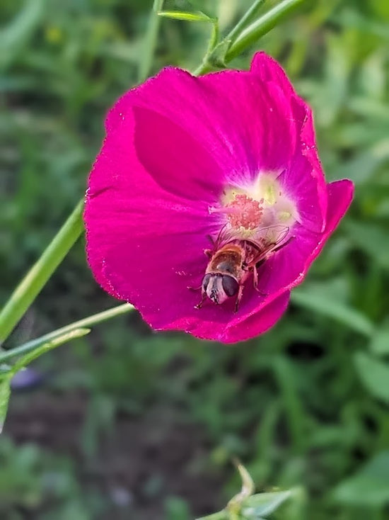 Pollinators – Painted Prairie Nursery